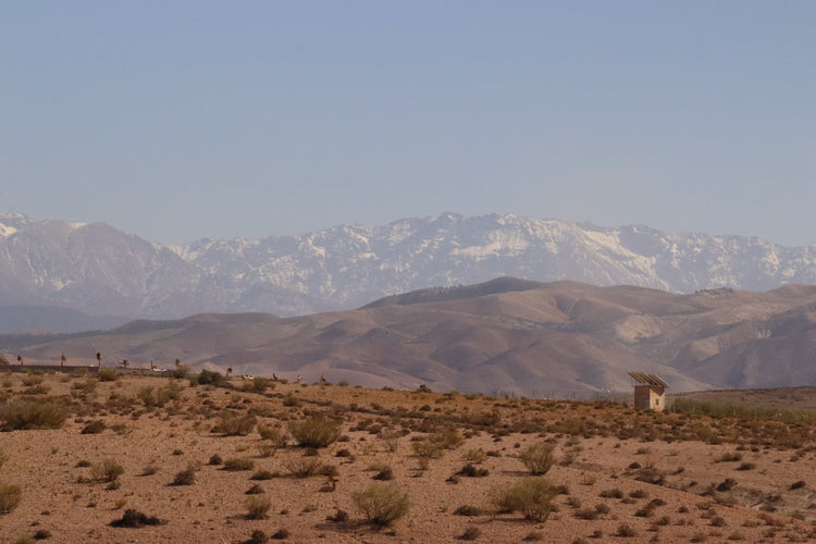 FAQ – Tree of Colors